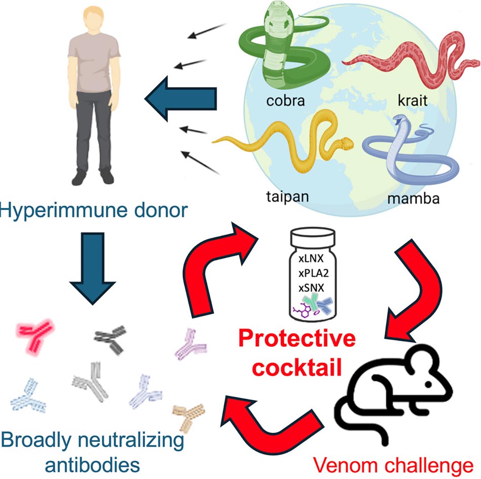 Human “Super Immunity” – Man Bitten by Snakes Over 100 Times Helps ...