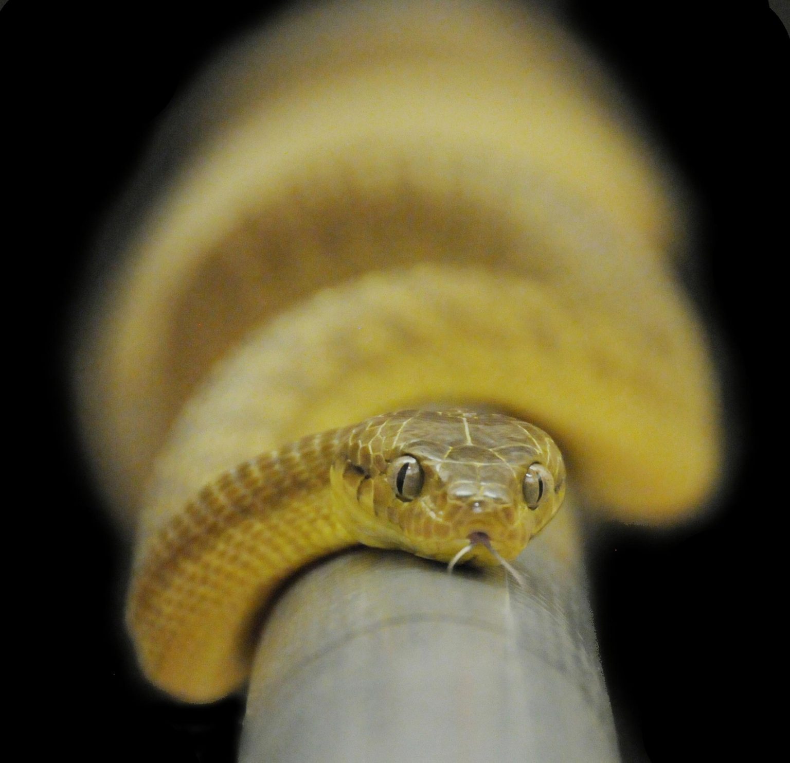 “Lasso Climbing” – Scientists Discover Bizarre New Fifth Mode of Snake ...