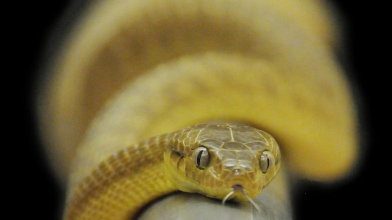 “Snake Pneumonia” – Coronavirus Outbreak in China Traced to Snakes by ...