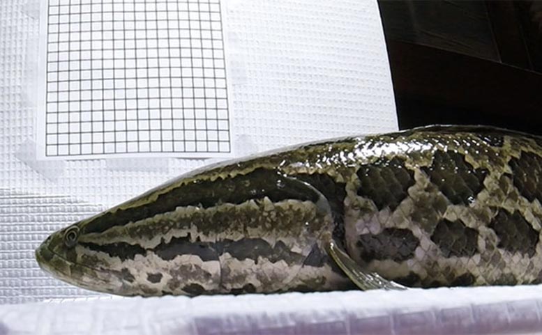 Snakehead Fish Walking On Land Video
