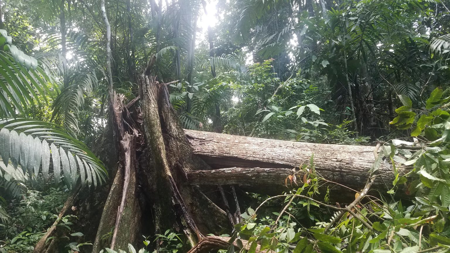 Rainforest Deaths Are Surging and Scientists Just Found the Shocking Cause