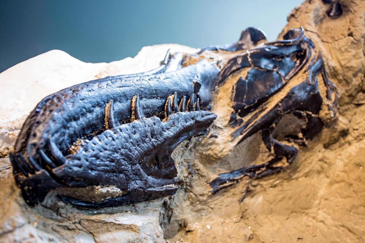 “Dueling Dinosaurs” Fossil Solves One of Paleontology’s Biggest Debates