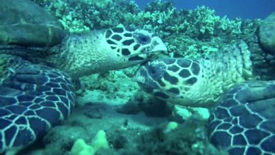 Snuggling Sea Turtles Filmed for the First Time