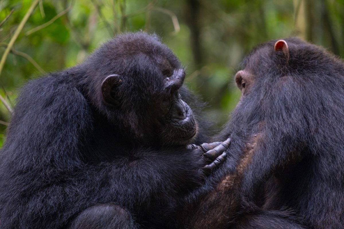 New Clues to the Origins of Human Medicine: Chimpanzees Caught Healing ...
