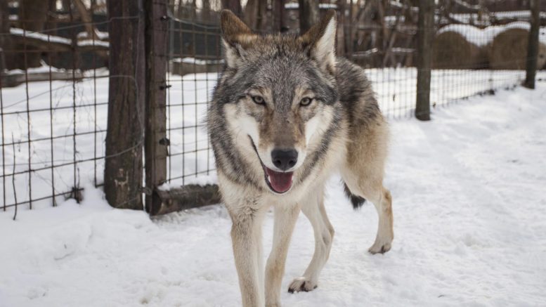 An Ancient Lineage: Indian Wolf Among World’s Most Endangered and ...