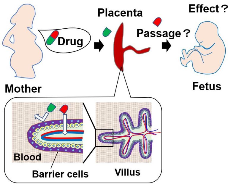 Guardians of the Womb: The Trophoblast Organoids Reinventing Fetal Safety