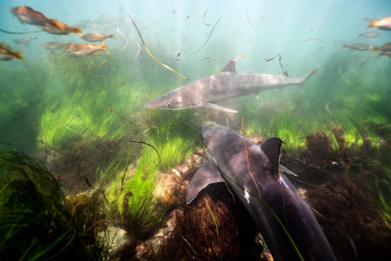 Researchers Unlock Mysteries of Soupfin Shark Migration and Reproduction
