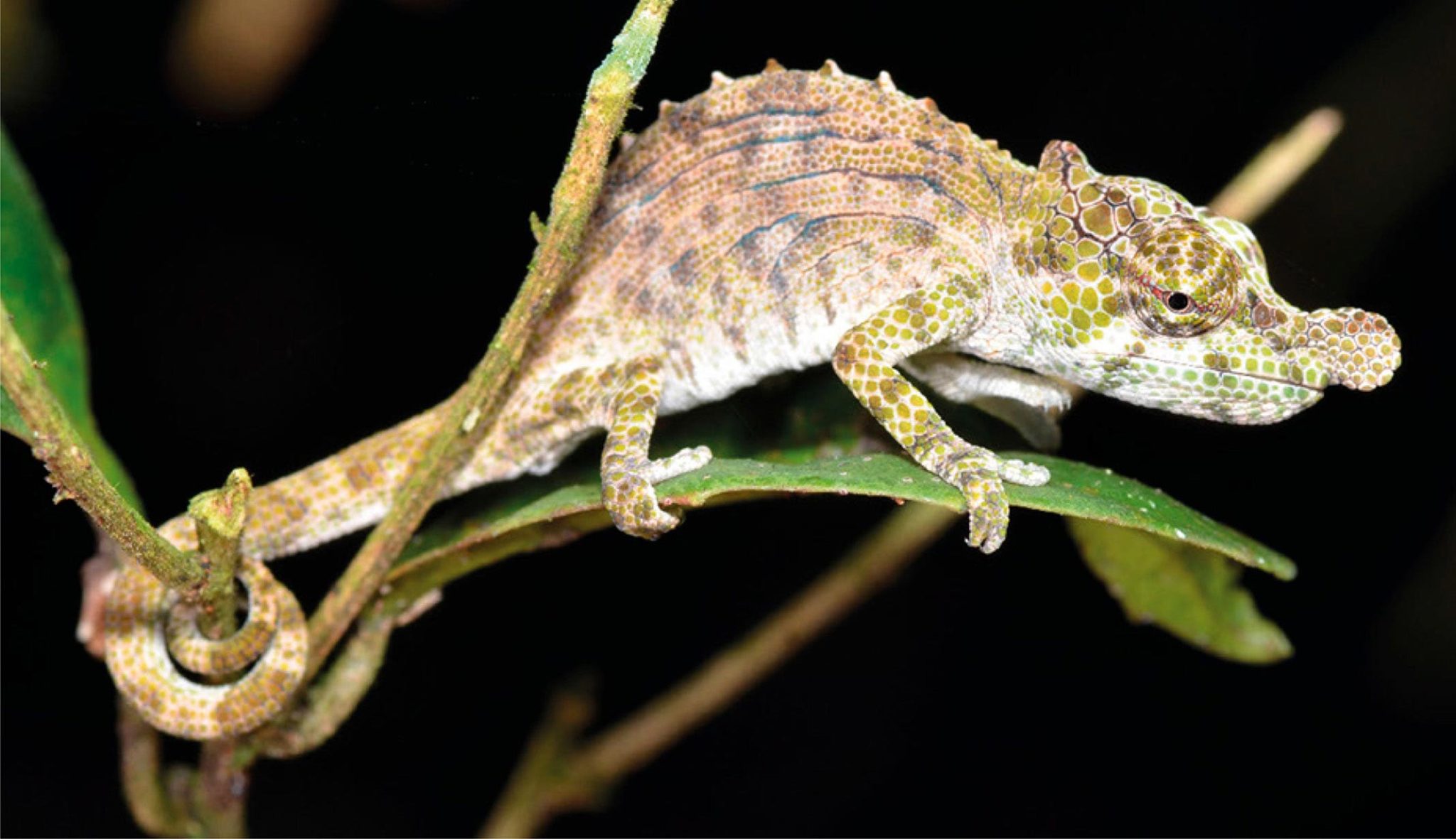 This Strange Chameleon Fooled Scientists for 150 Years