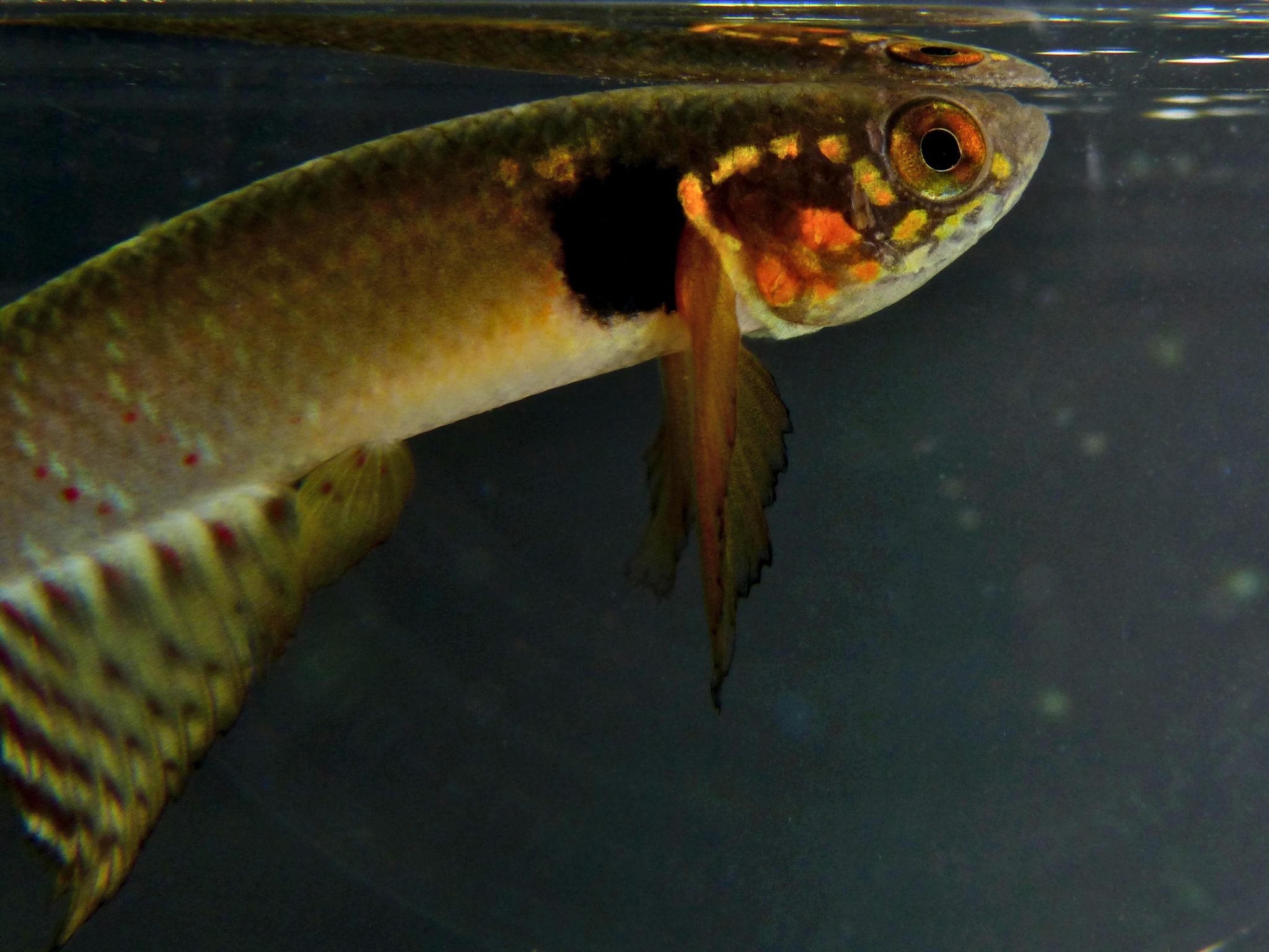 Scientists Stunned As Rare Killifish Thought Extinct Is Found Alive in ...