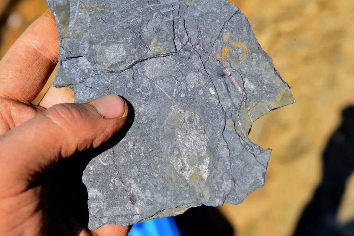 Ancient Fossil Discovery Solves 500-Million-Year-Old “Squid” Mystery