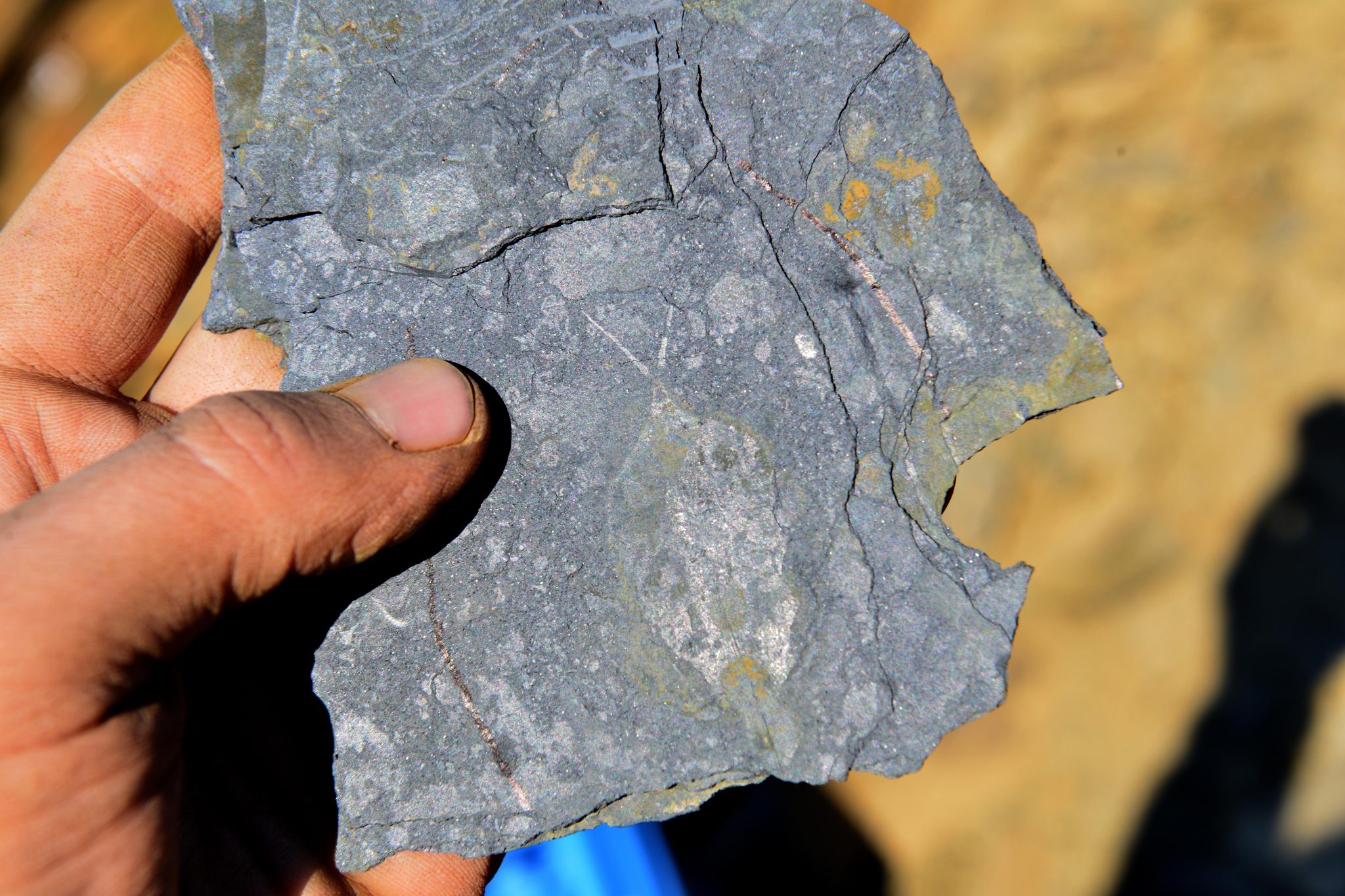 Ancient Fossil Discovery Solves 500-Million-Year-Old “Squid” Mystery