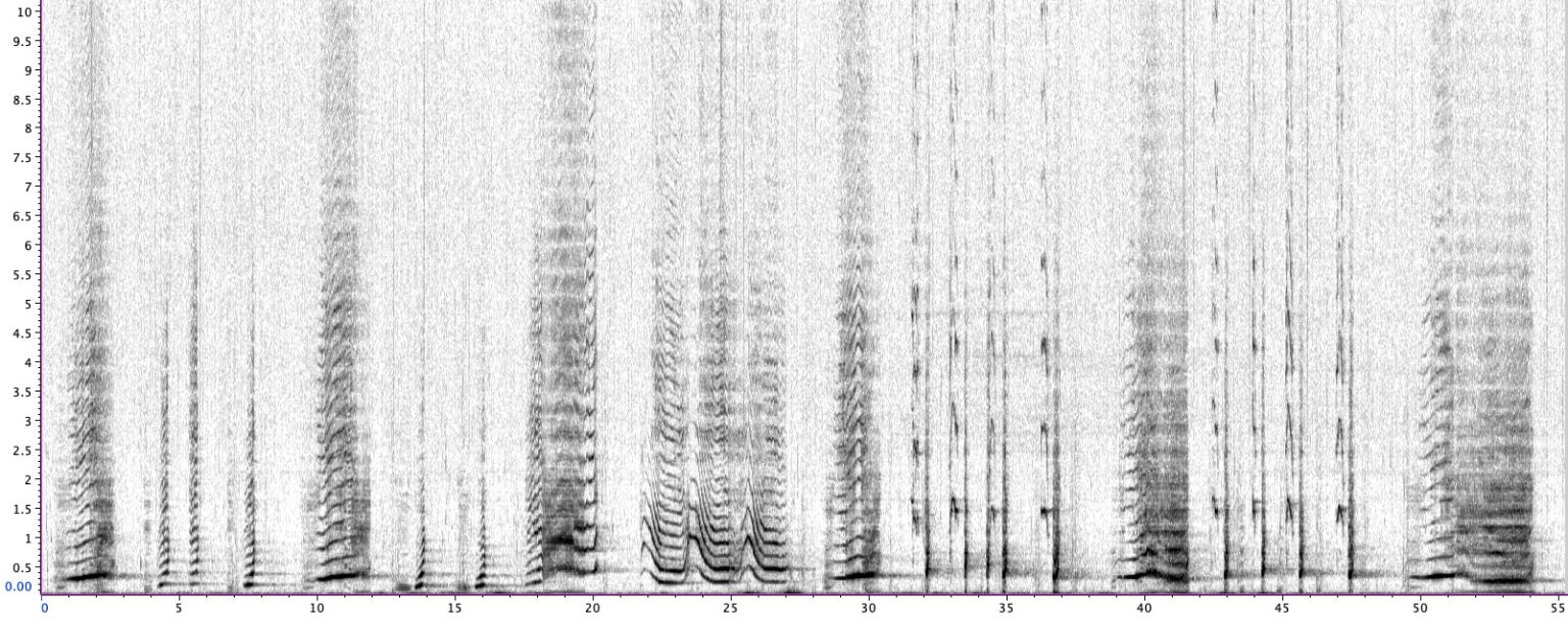 Whale Song Shares Structural Patterns With Human Language, Study Finds