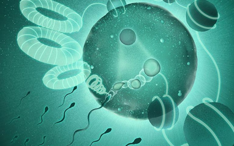 How Sperm Unpack Dad’s Genome So It Can Merge With Mom’s to Form One ...