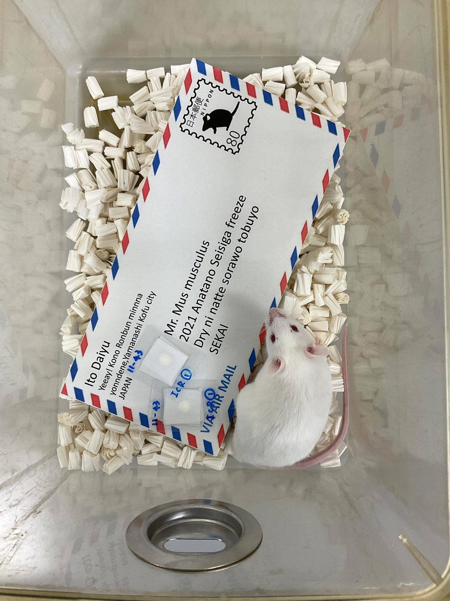 Japanese Scientists Tried Mailing Freeze-Dried Mouse Sperm on a ...