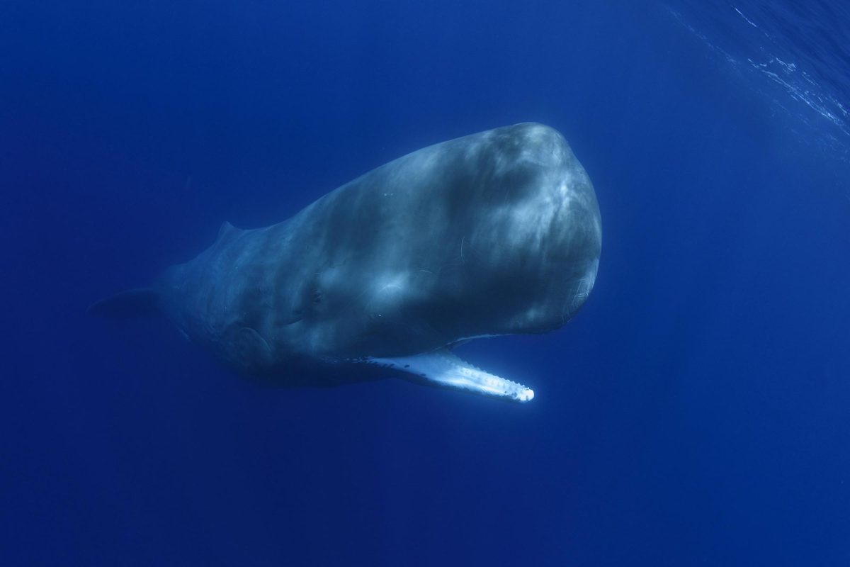 Squid Collapse Triggers Massive Sperm Whale Migration From the Gulf of ...