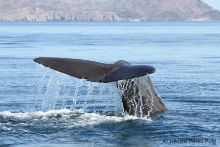 Squid Collapse Triggers Massive Sperm Whale Migration From the Gulf of ...
