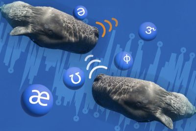 AI Decodes Sperm Whale Language, Revealing a Complex System of ...