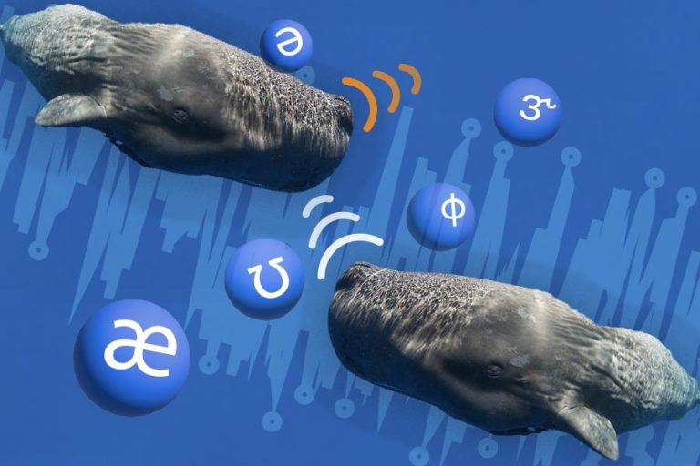 AI Decodes Sperm Whale Language, Revealing a Complex System of Communication