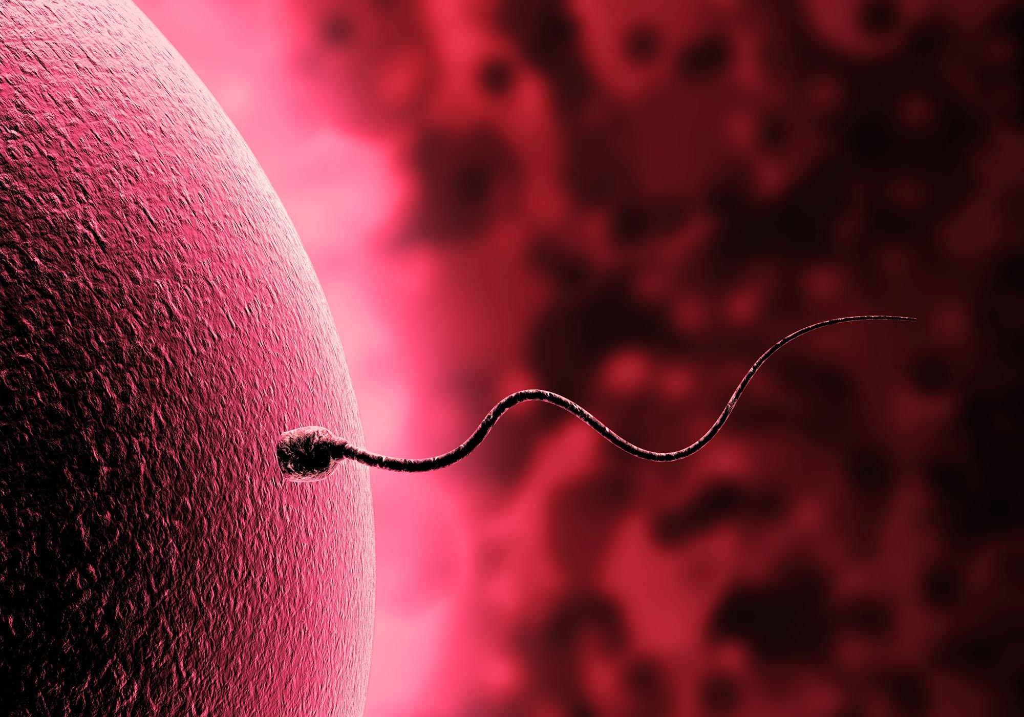 Scientists Solve An Evolutionary Curiosity Why A Human Egg Is 10 