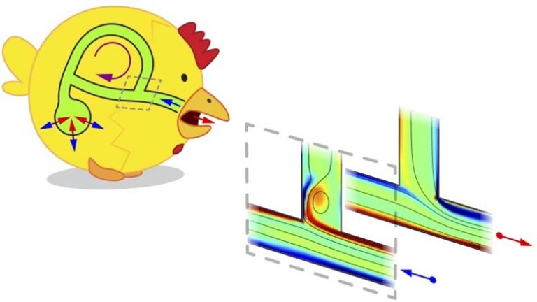 How Do Birds Breathe Better? Researchers’ Loopy Discovery
