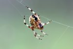 Stronger Than Steel, Tougher Than Kevlar – Spider Silk’s Secret Finally ...