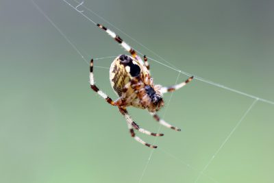 Stronger Than Steel, Tougher Than Kevlar – Spider Silk’s Secret Finally ...