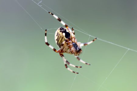 Stronger Than Steel, Tougher Than Kevlar – Spider Silk’s Secret Finally ...