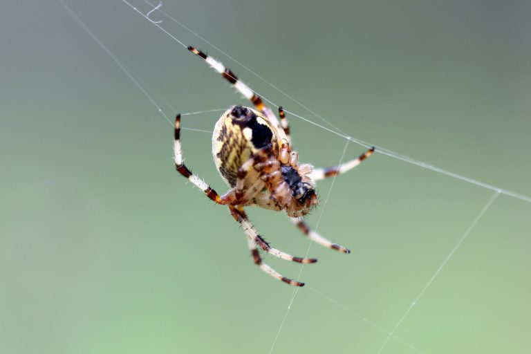Stronger Than Steel, Tougher Than Kevlar – Spider Silk’s Secret Finally ...