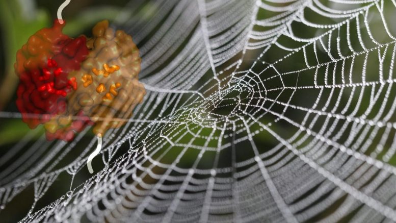 Spider Building Spider Decoys Discovered in Peruvian Amazon