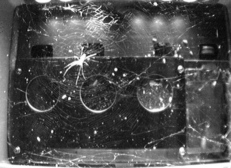Arachnauts: NASA Sends Spiders to Space for Experimentation – Here’s ...
