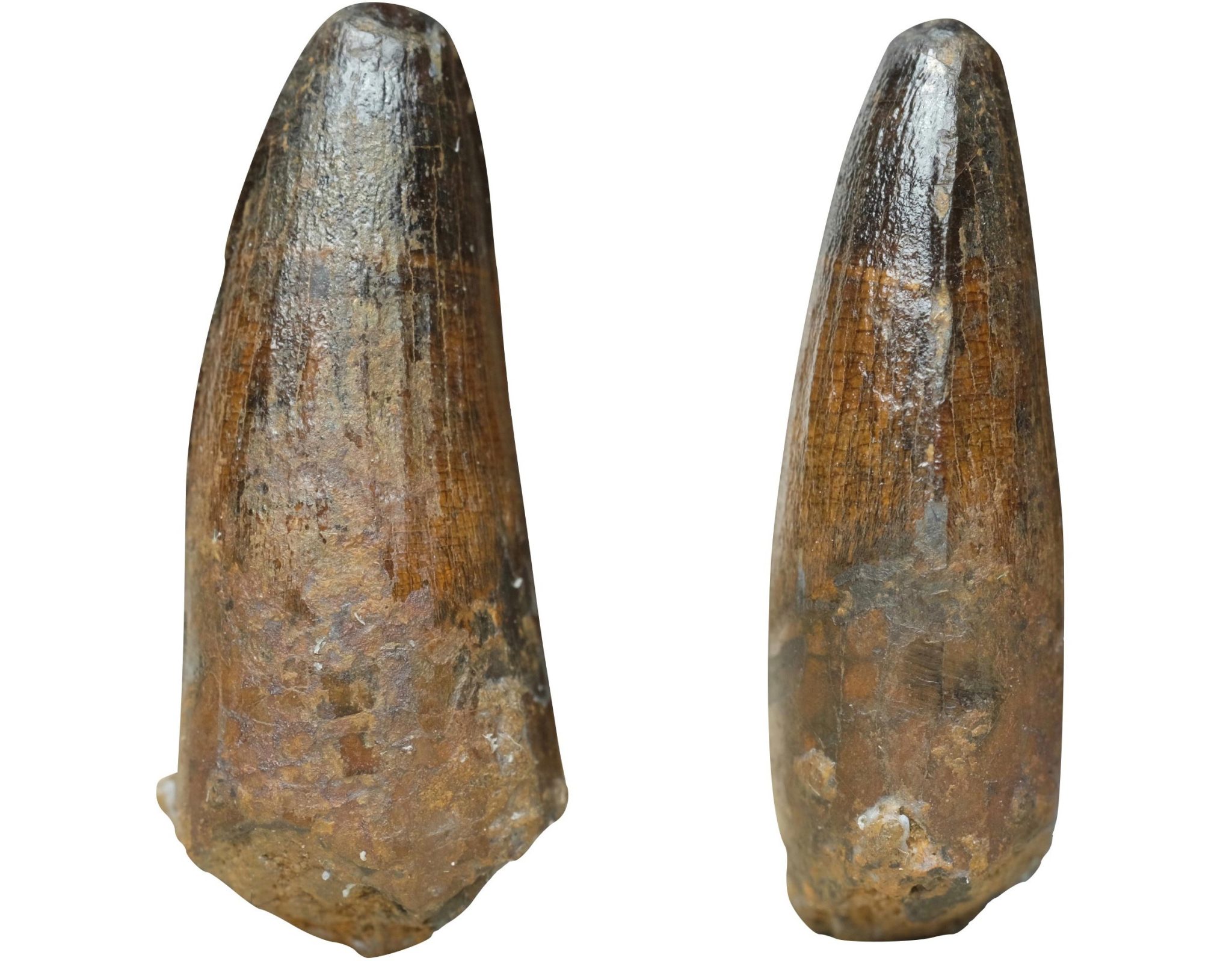 140 Million-Year-Old Tooth Reveals Diversity of Spinosaurs in Ancient ...