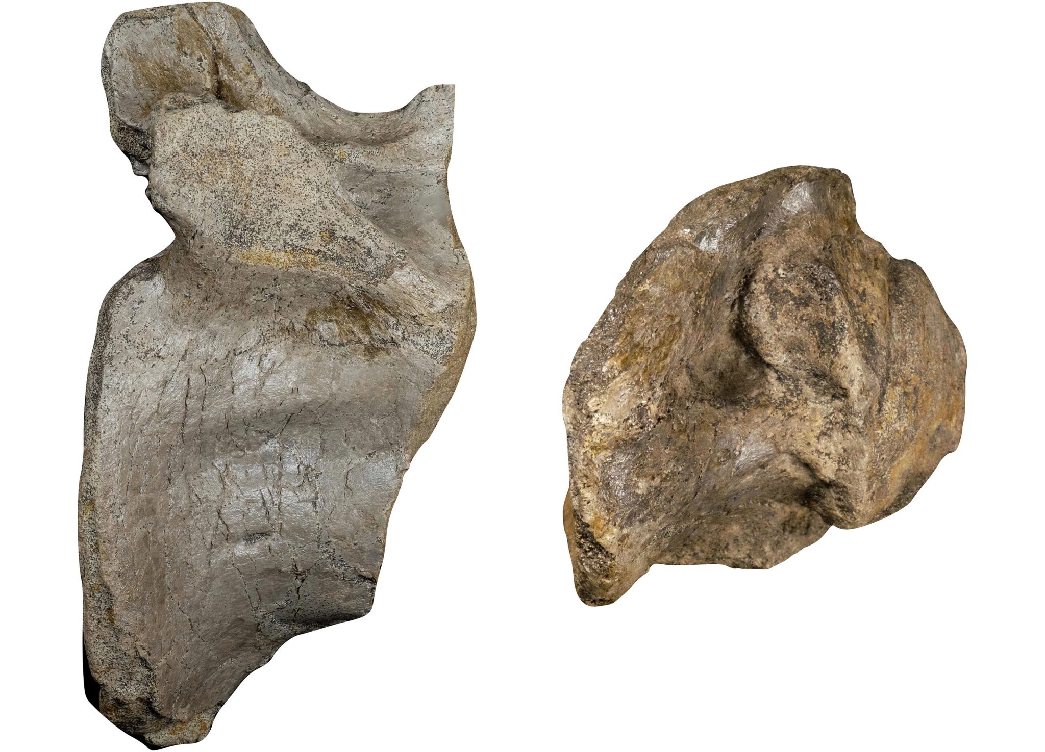 Europe’s Largest Predatory Dinosaur Unearthed on the Isle of Wight