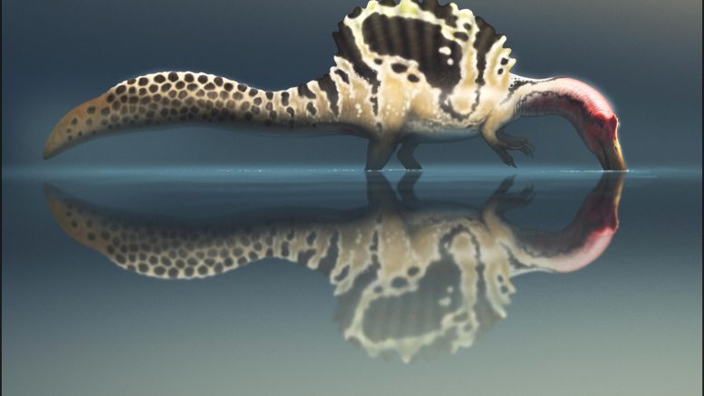 Dense Bones Allowed Spinosaurus – The Biggest Carnivorous Dinosaur Ever ...