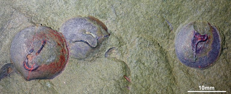 Ancient “Question Mark” Mystery Solved in 480-Million-Year-Old Fossils