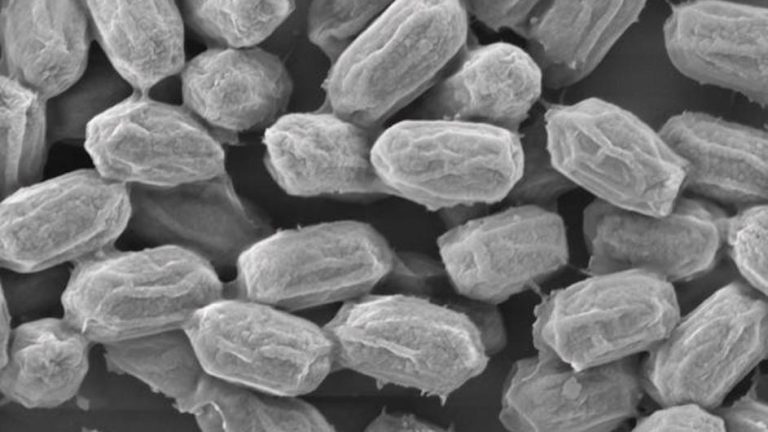 “Hydration Solids”: The New Class of Matter Shaking Up Science