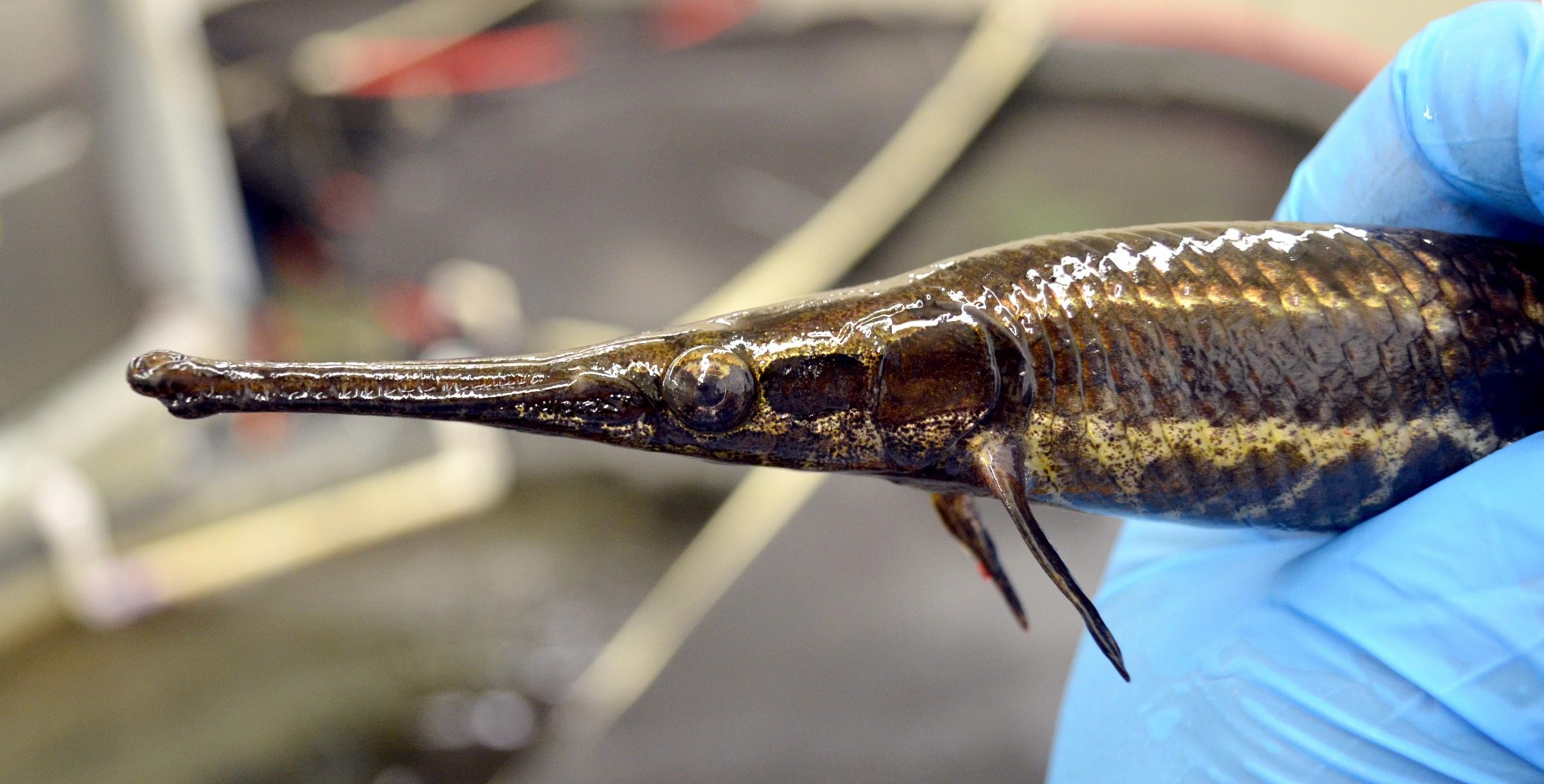 An Evolutionary Discovery That “Literally Changes the Textbook”