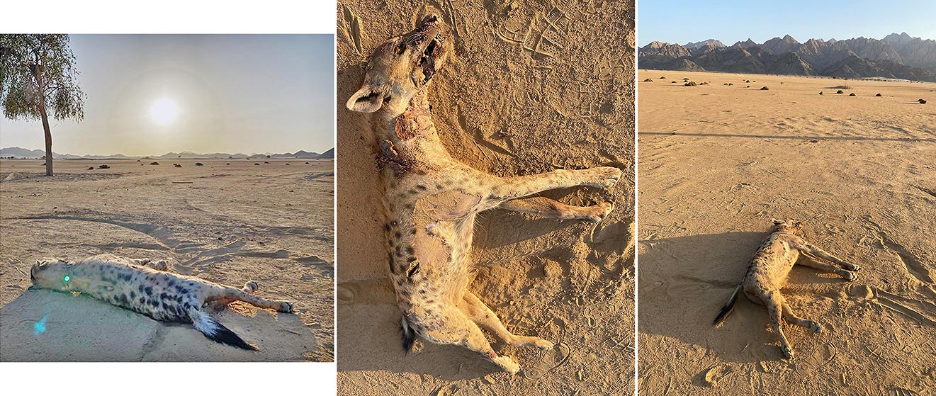Shocking Scientists: Spotted Hyena Found in Egypt for the First Time in ...