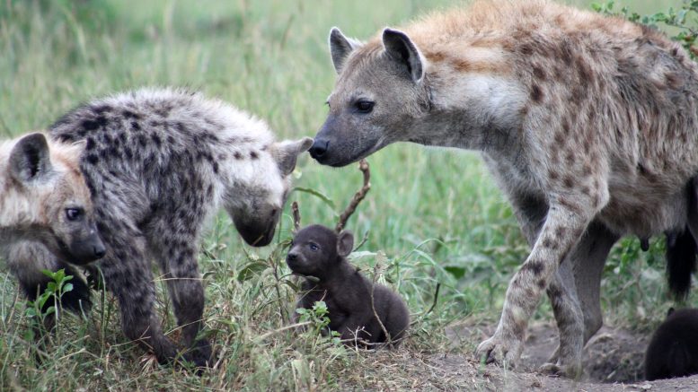 Hyenas Might Be As Intelligent As Some Primates