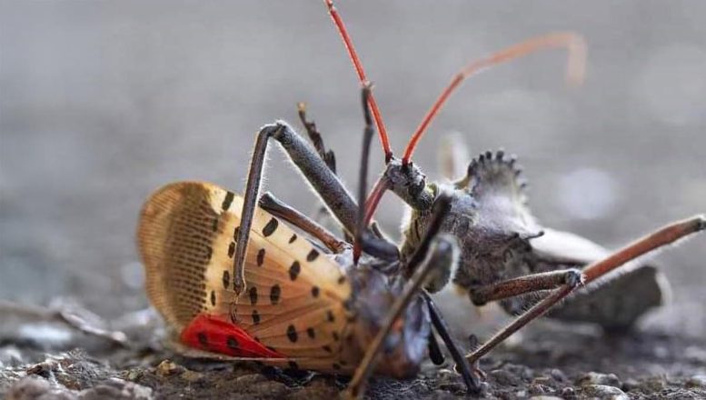 Can Predator Bugs Replace Pesticides in the Fight Against Lanternflies?
