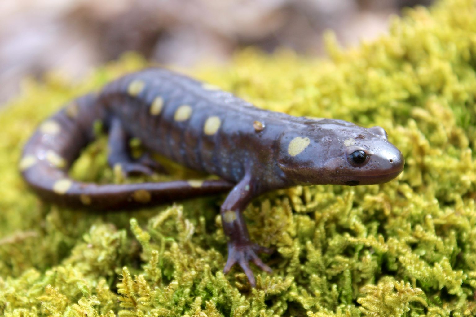 Competing Evolutionary Forces Drive Rapid Evolution of Salamander ...