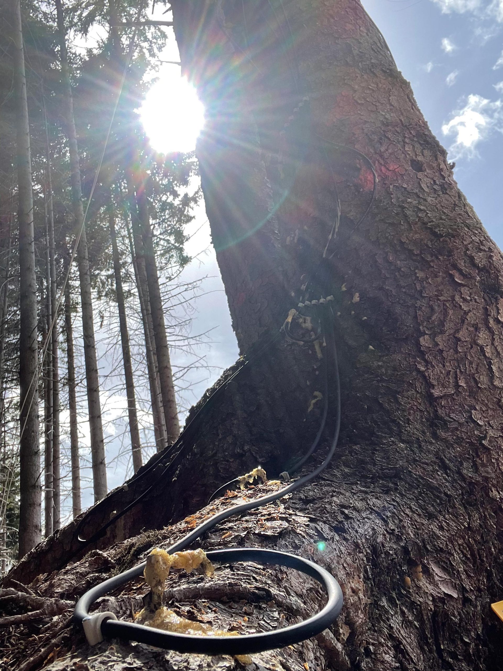 Forests “Talk” Before a Solar Eclipse: Study Reveals Mysterious ...