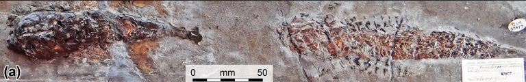 200-Million-Year-Old ‘Squid-Like’ Creature Attack Captured in Ancient ...