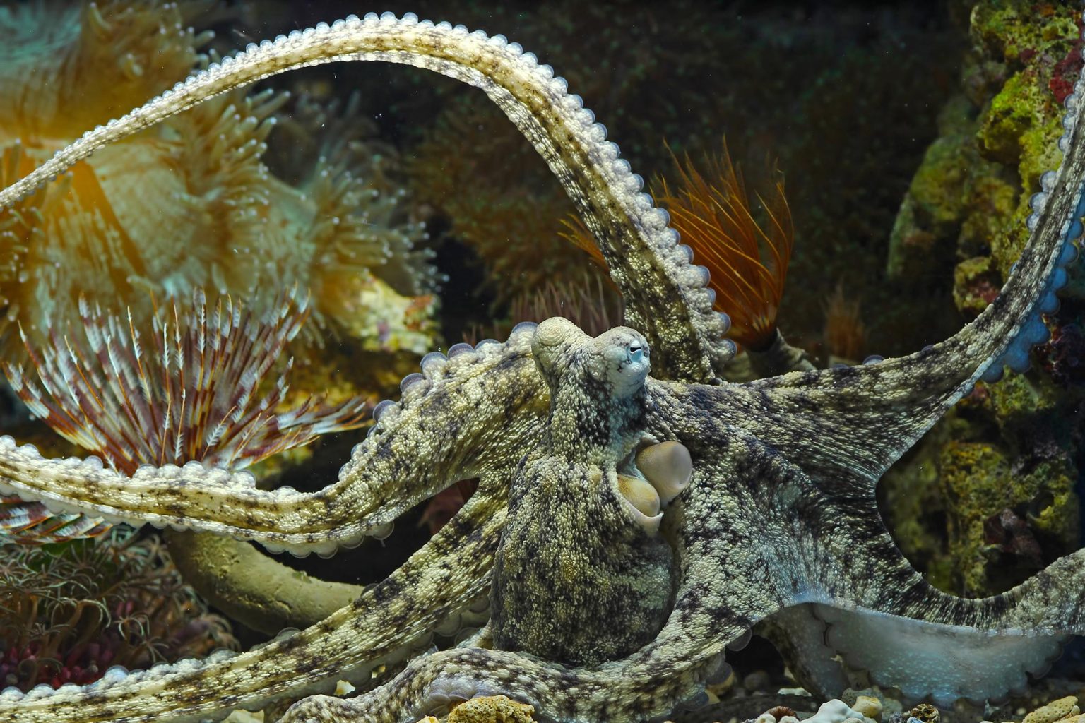 Unlocking Nature’s Disappearing Act: Human Cells Decipher the Secrets ...