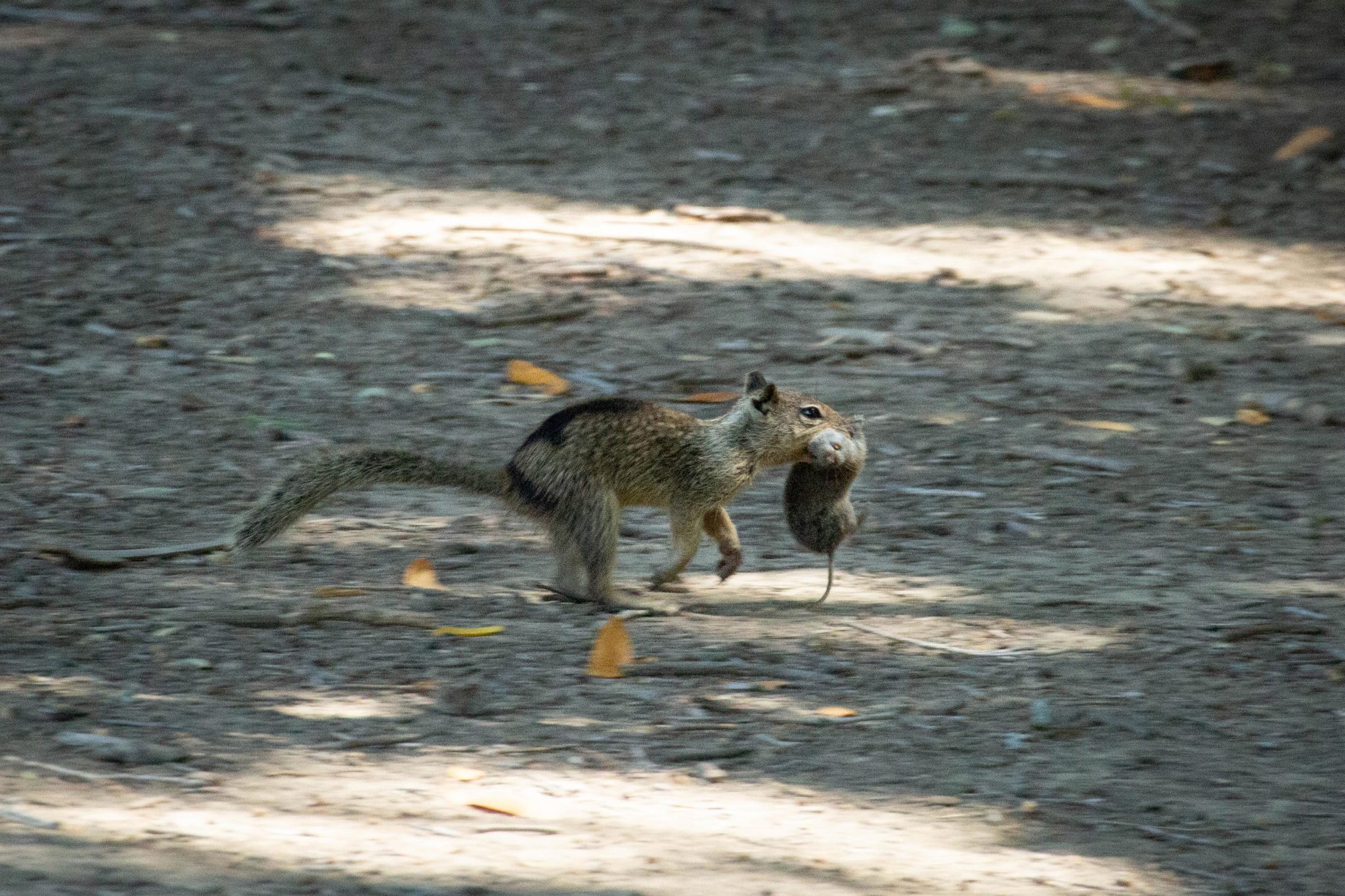 Forget Nuts – California Squirrels Are Hunting for Meat