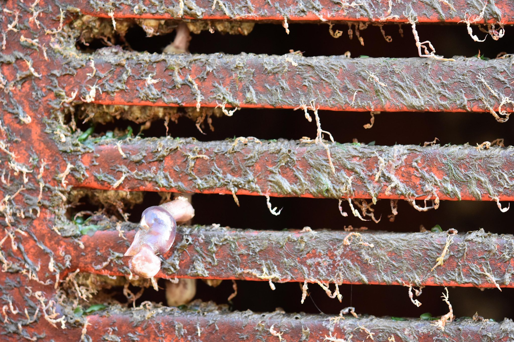 Invasive Species “Hitchhiking” on Ships Threaten Antarctica’s Unique ...