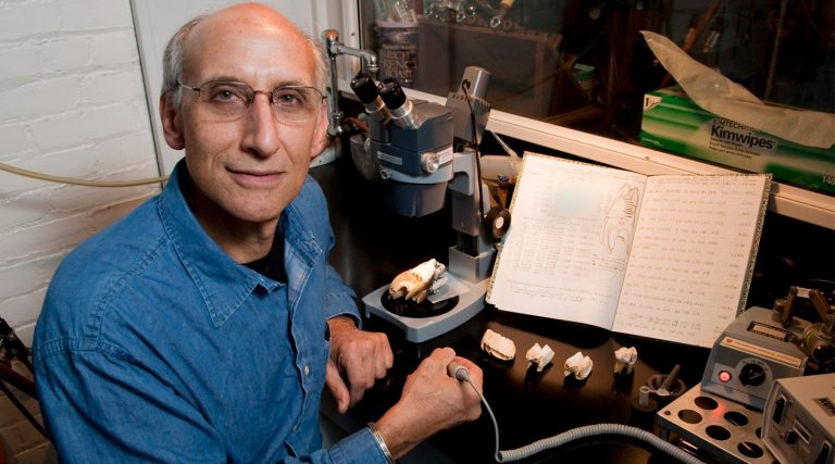 Challenging Views on Ancient Human Networks: Groundbreaking Stone ...