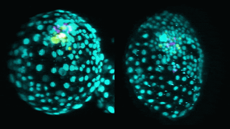 Unlocking the Mysteries of Human Development: Key Molecular Events in ...