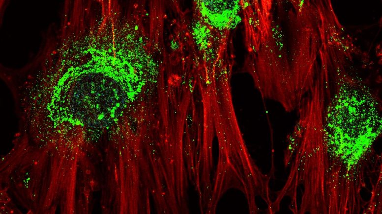 Biology News - SciTechDaily