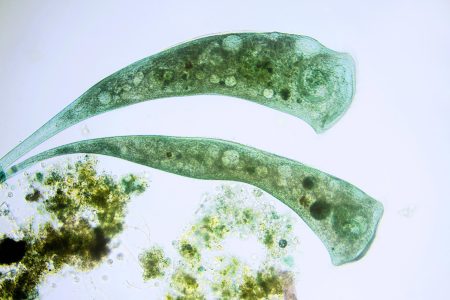 Single Cells Can Learn: A Revolutionary Discovery in Biology