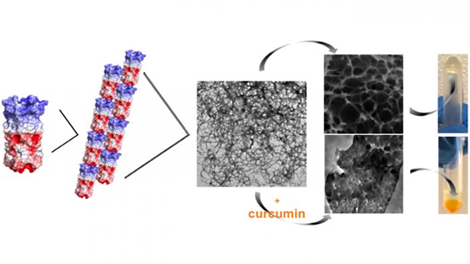 Researchers Develop Thermo-Responsive Protein Hydrogel for Use in ...